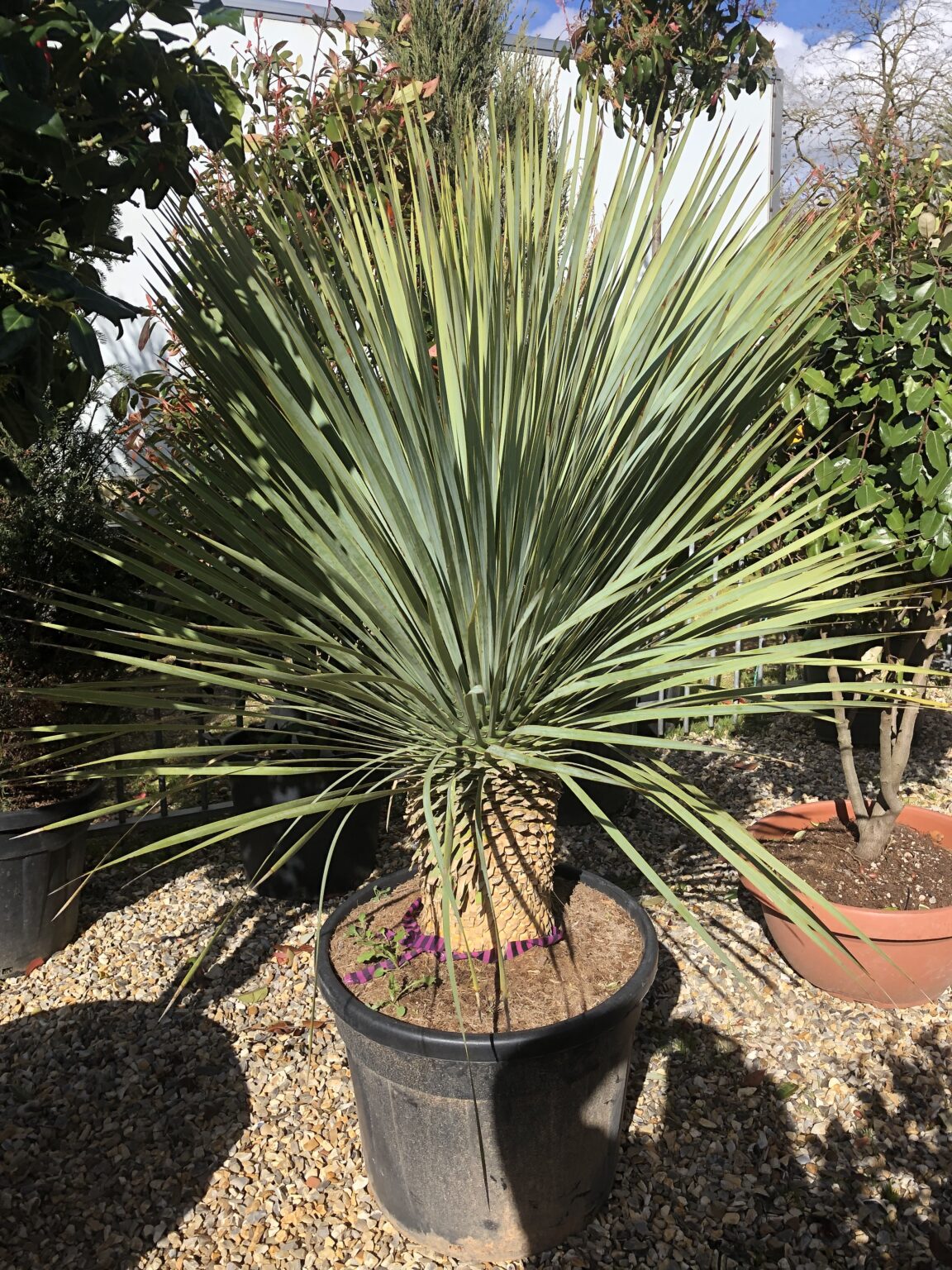 Plantmania